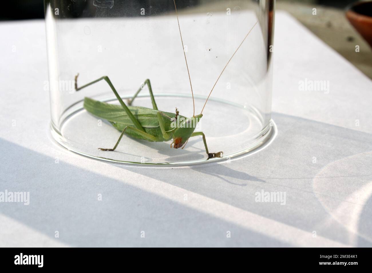 Large conehead grasshopper (Ruspolia nitidula) in a glass vessel : (pix ...