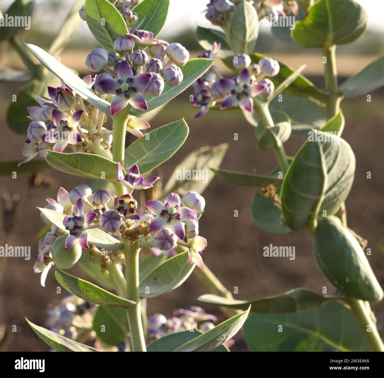 Calotropis procera plant closeup Stock Photo - Alamy