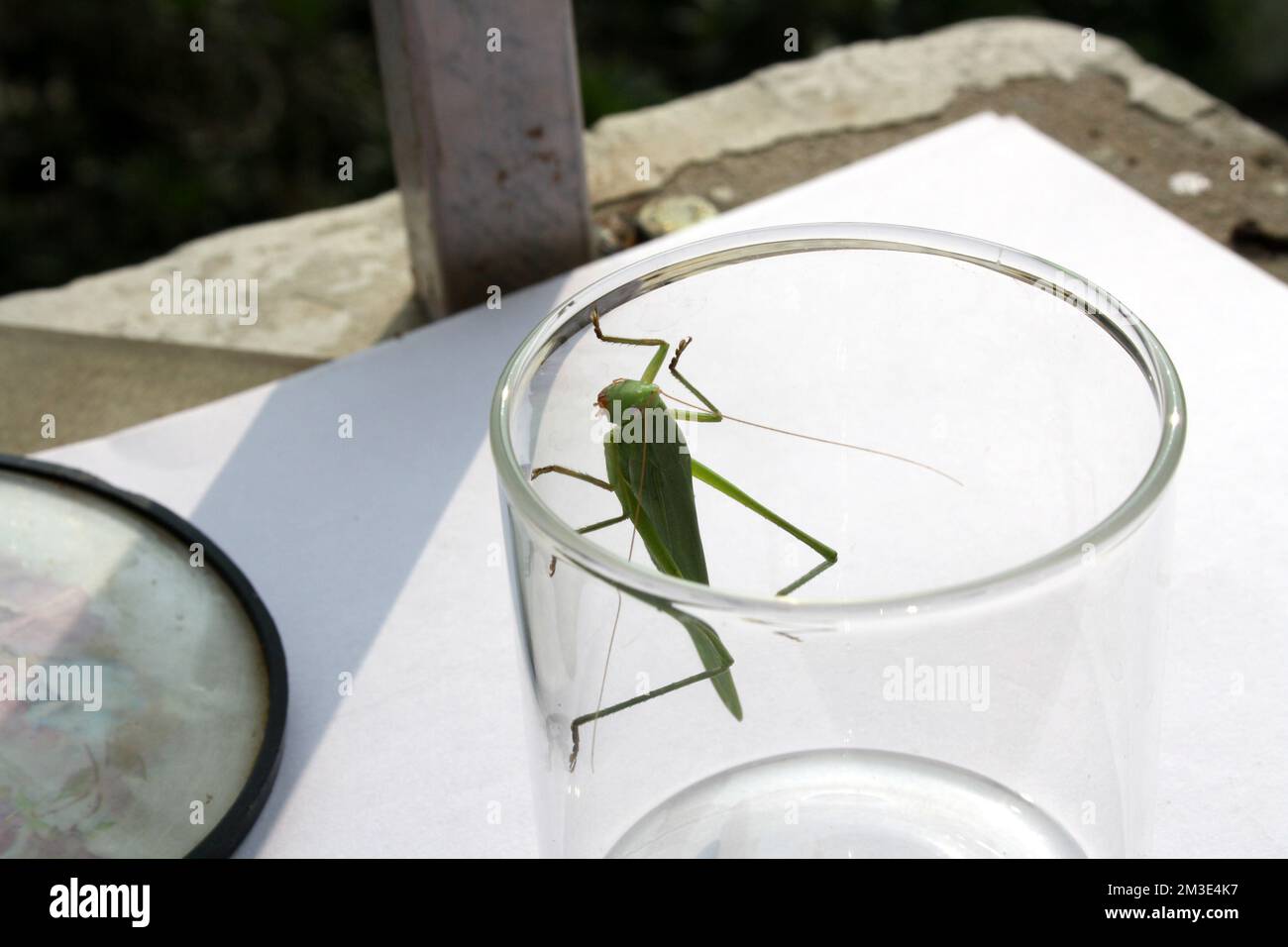 Large coneheads hi-res stock photography and images - Alamy