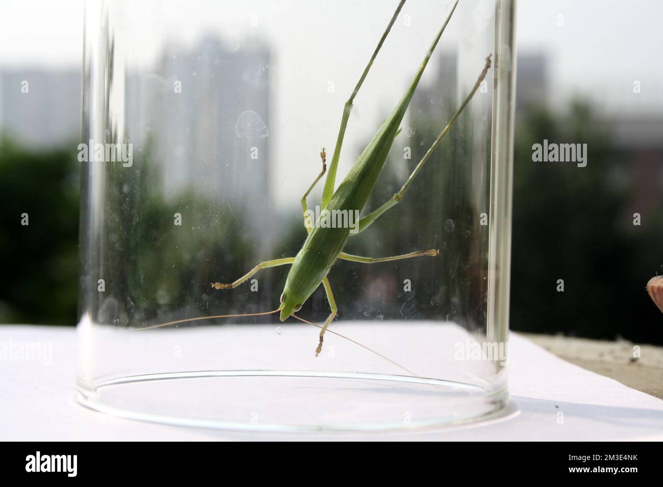 Large conehead grasshopper (Ruspolia nitidula) in a glass vessel : (pix ...