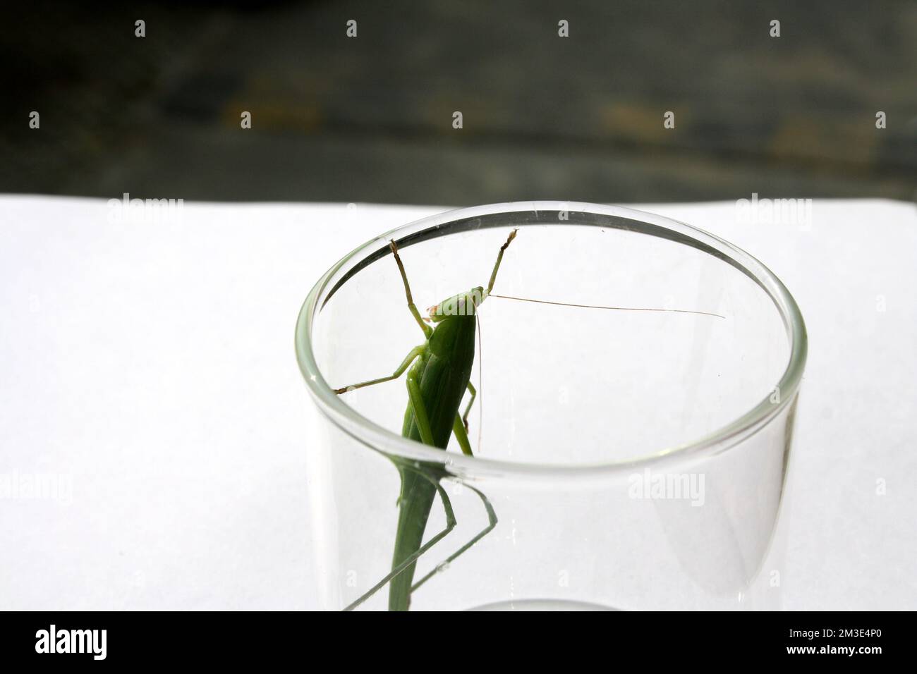 Large conehead grasshopper (Ruspolia nitidula) in a glass vessel : (pix ...