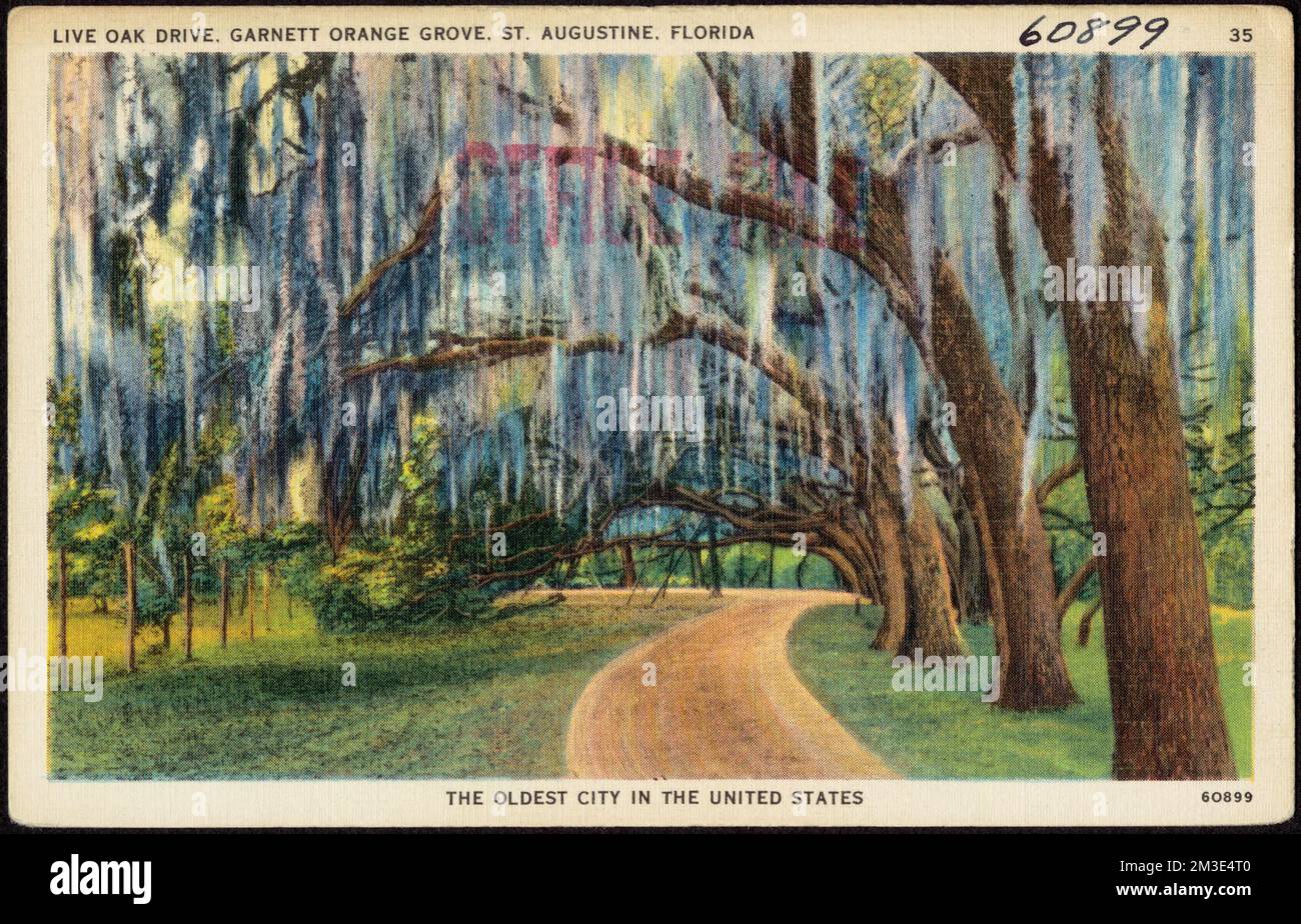Live Oak Drive, Garnett Orange Grove, St. Augustine, Florida, the ...