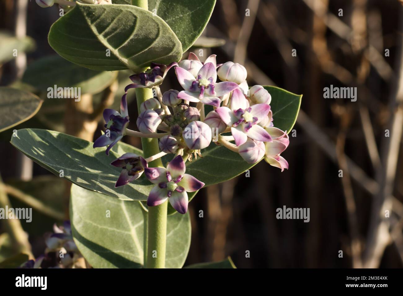 Calotropis procera plant closeup Stock Photo - Alamy