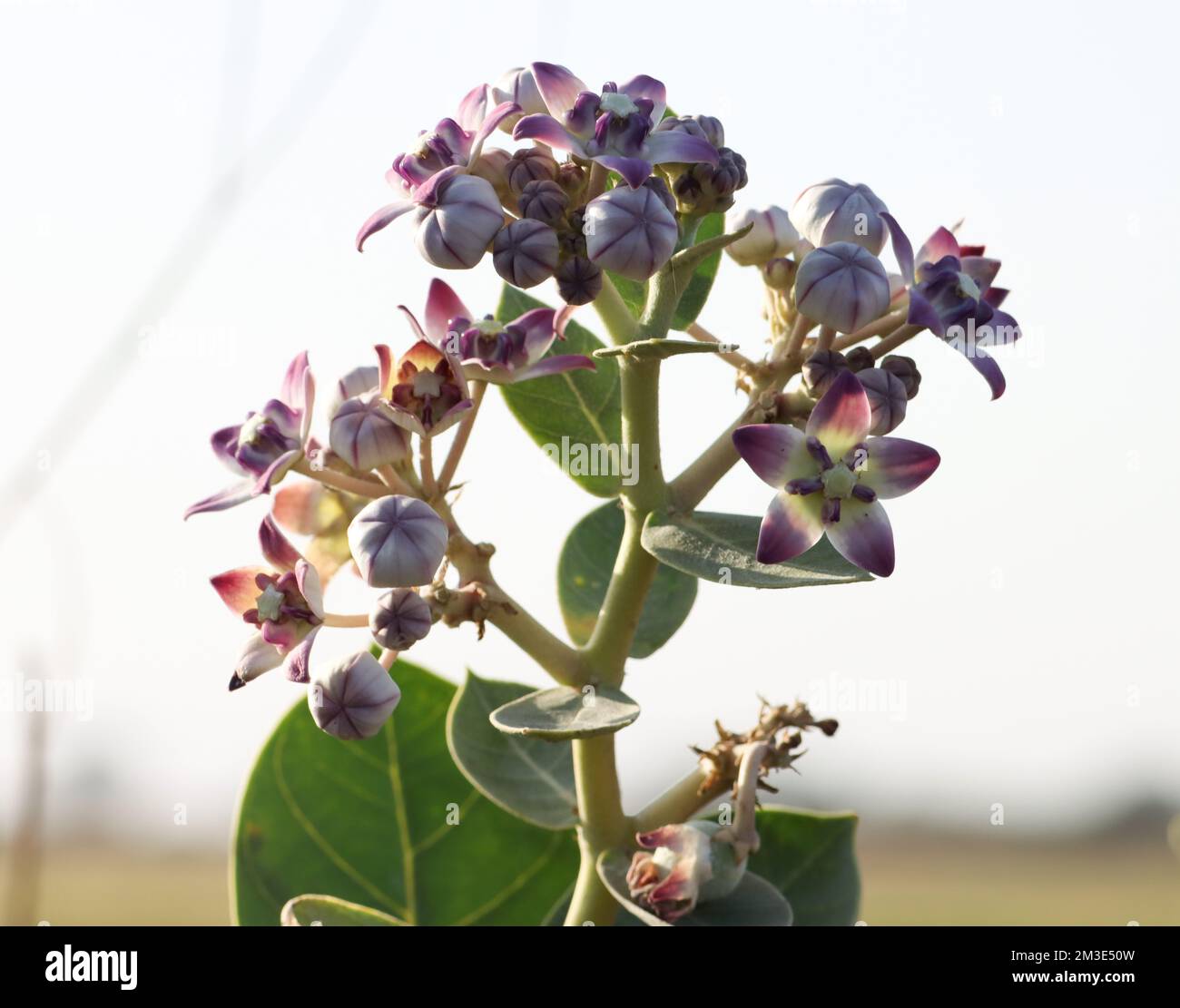 Calotropis procera rubber plant hi-res stock photography and images - Alamy