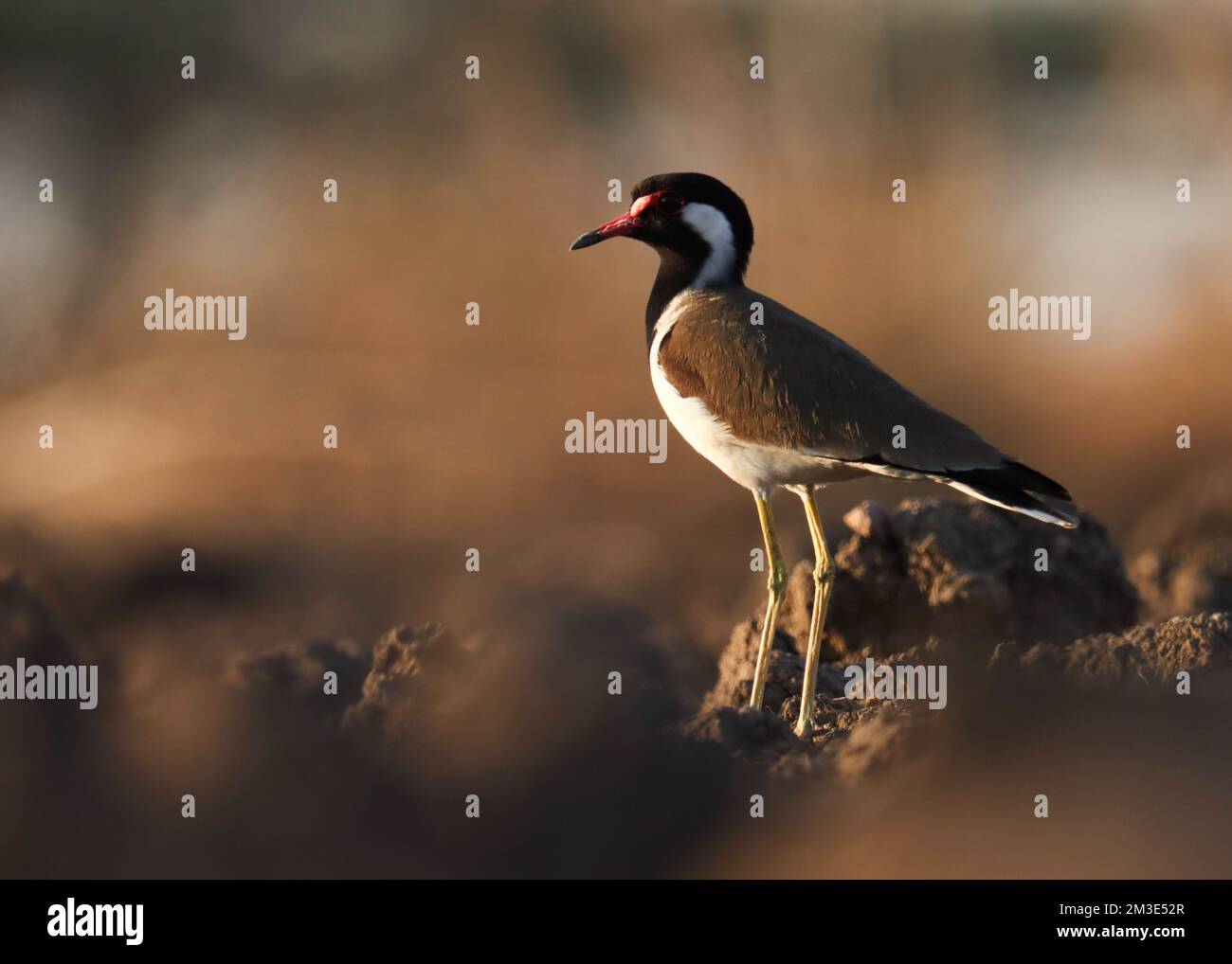 Red wattled lapwing standing on the ground. Vanellus indicus Stock ...
