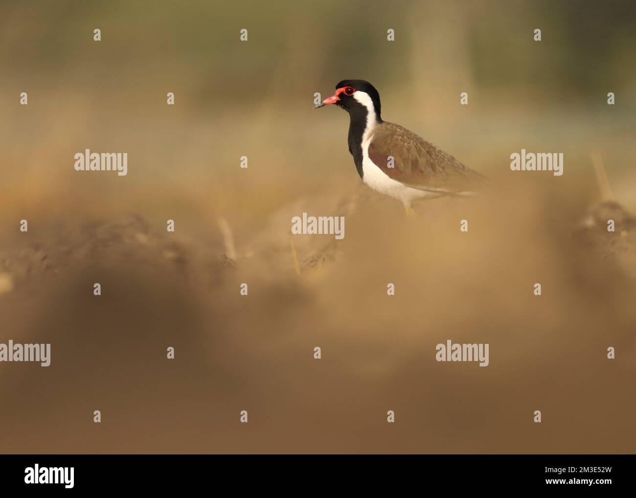 Red wattled lapwing standing on the ground. Vanellus indicus Stock ...