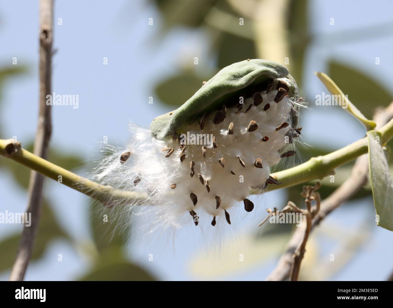 Calotropis procera rubber plant hi-res stock photography and images - Alamy