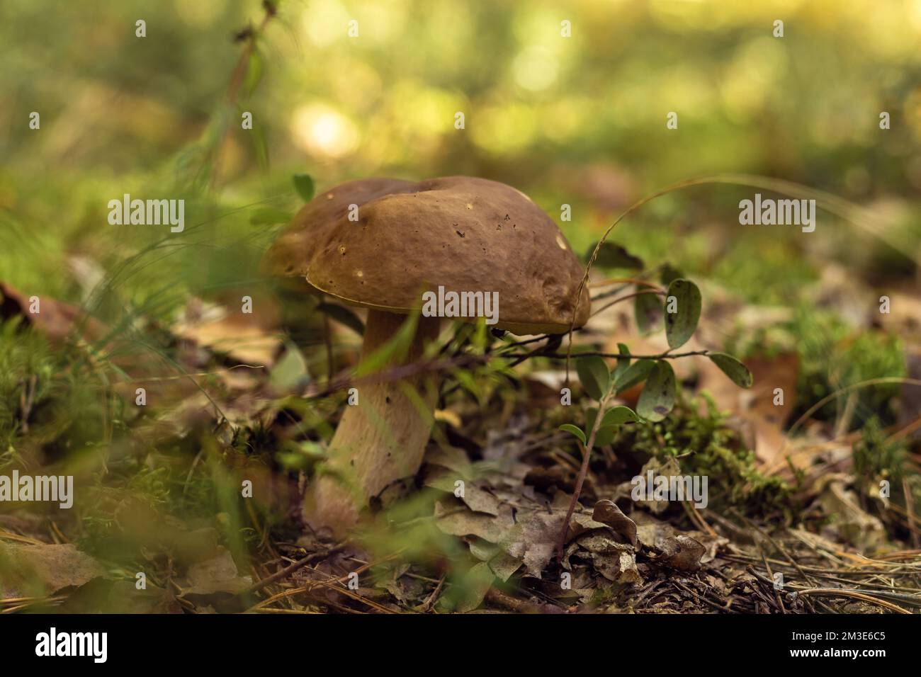 Close-up of wonderful boletus edulis white cep mushroom growing in park ...