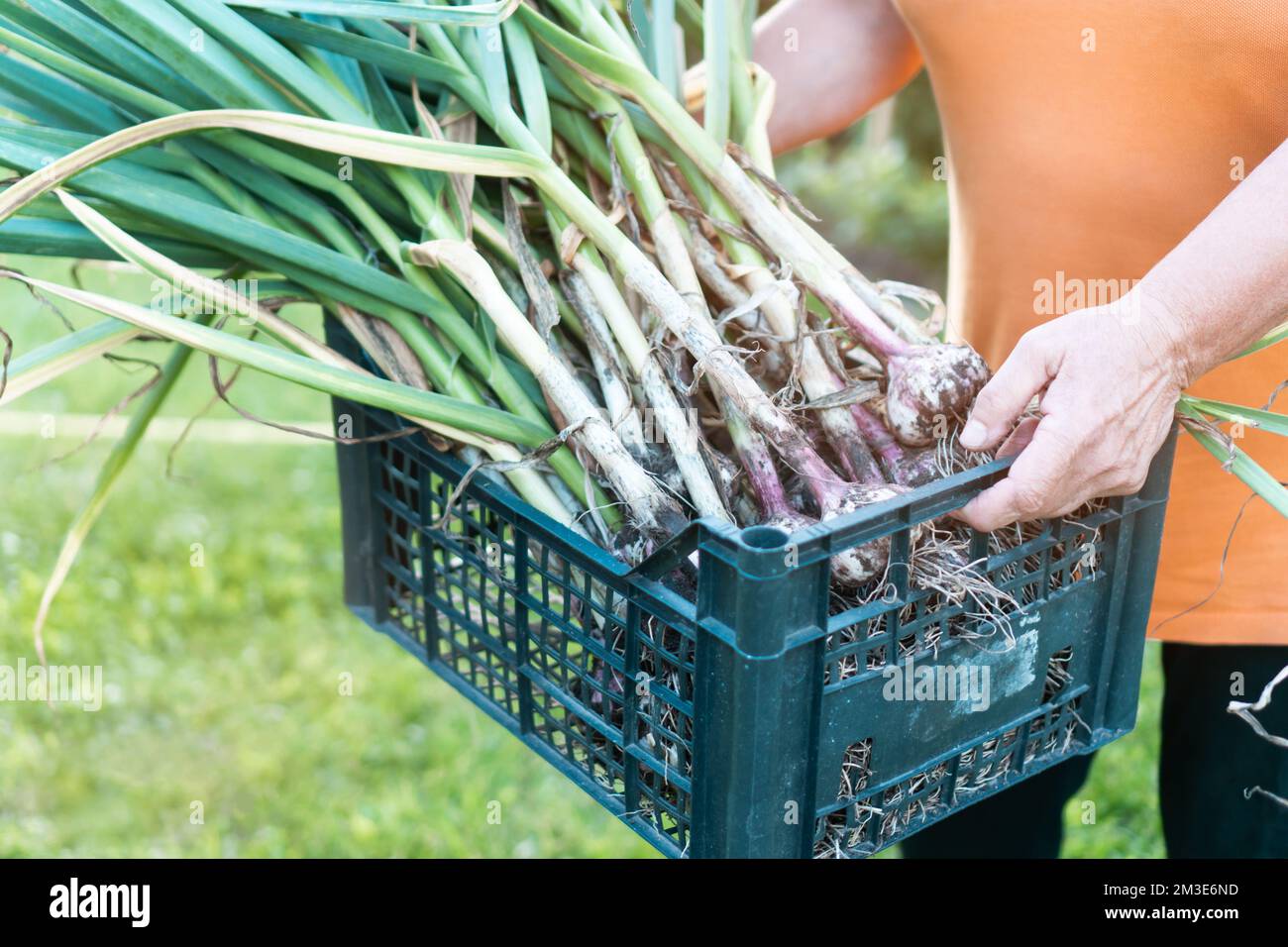 Cropped photo of man holding blue plastic box full of fresh unwashed ...