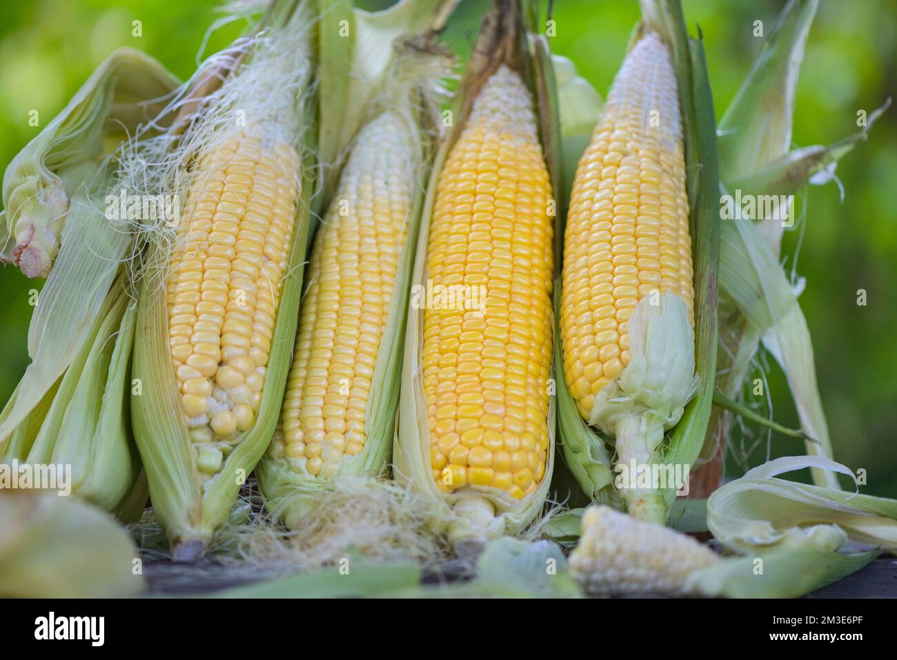 Fresh corn on nature green field background, Corn on the cob, sweet ...