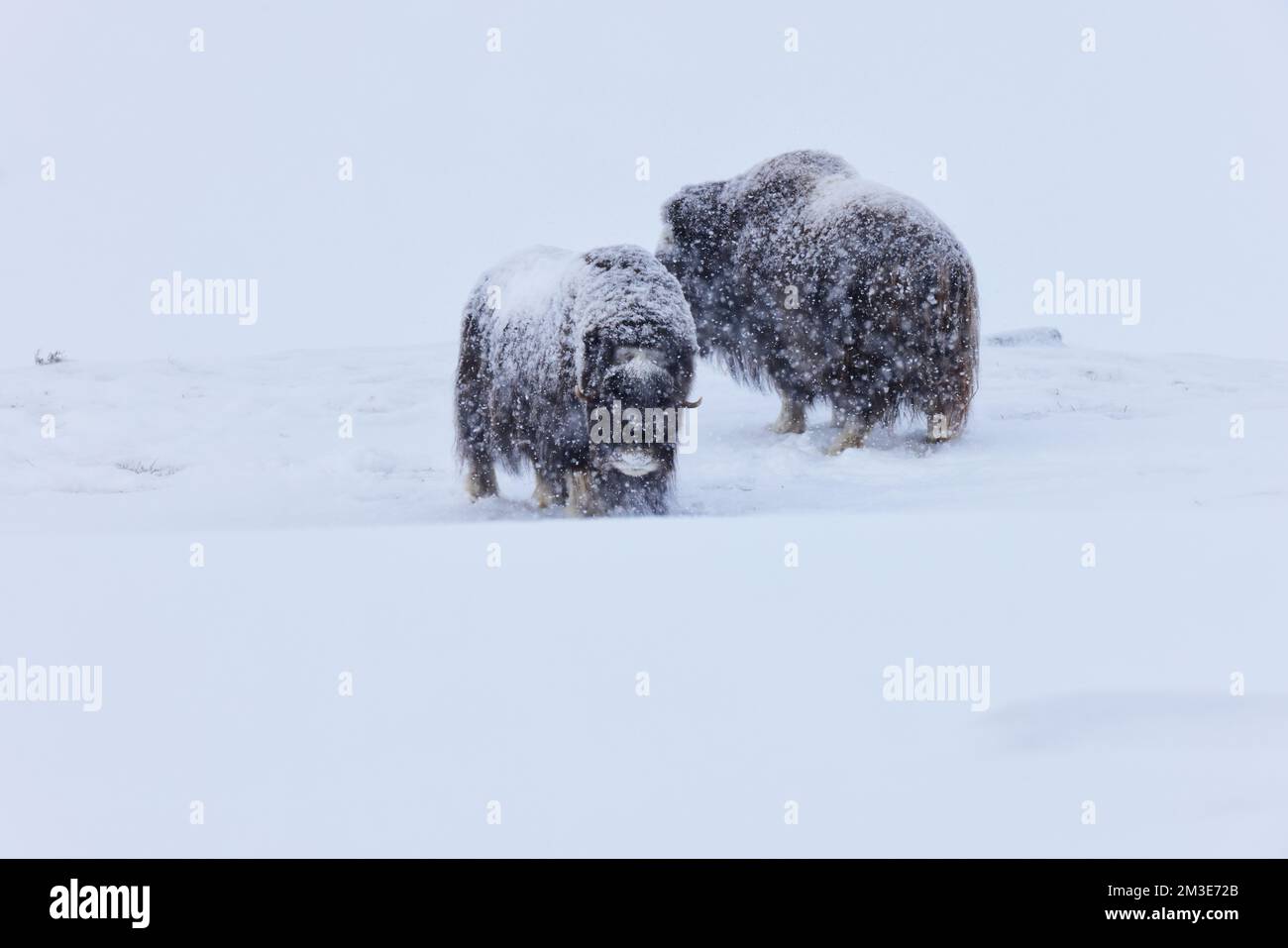 Wild Musk Ox in snow storm in Dovrefjell national park Norway Stock ...