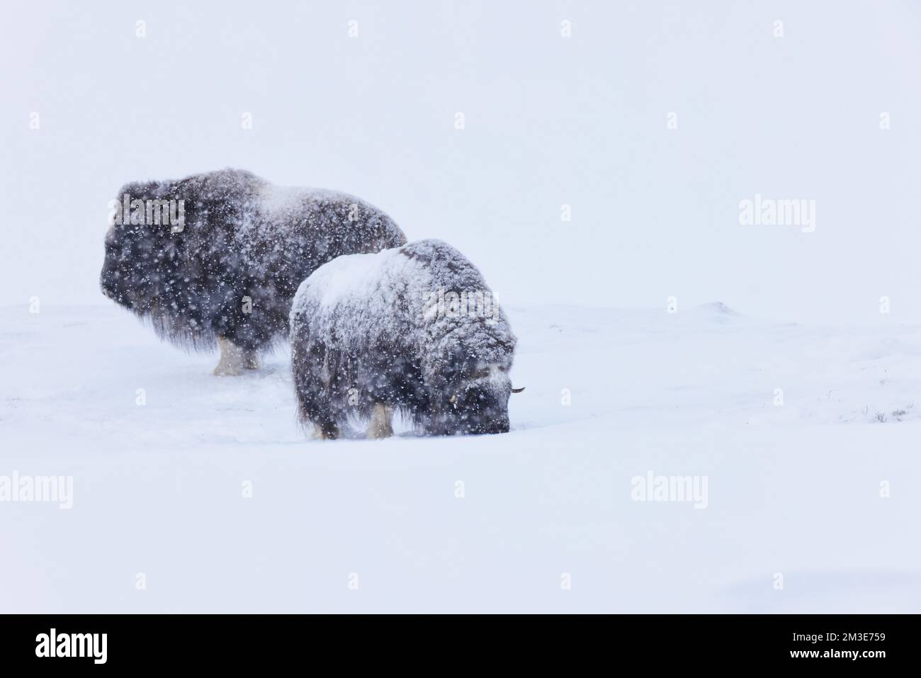 Wild Musk Ox in snow storm in Dovrefjell national park Norway Stock ...