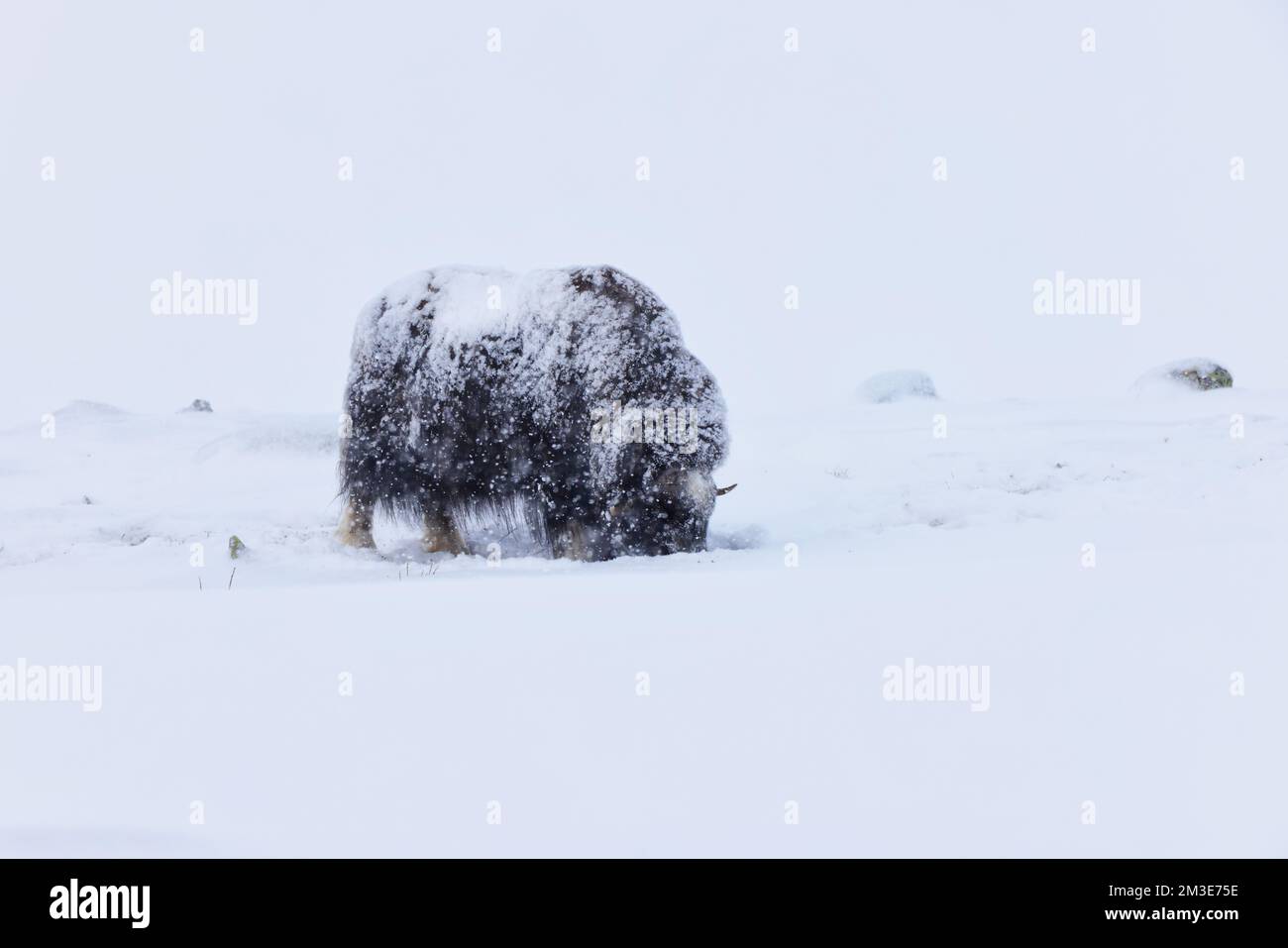 Wild Musk Ox in snow storm in Dovrefjell national park Norway Stock ...