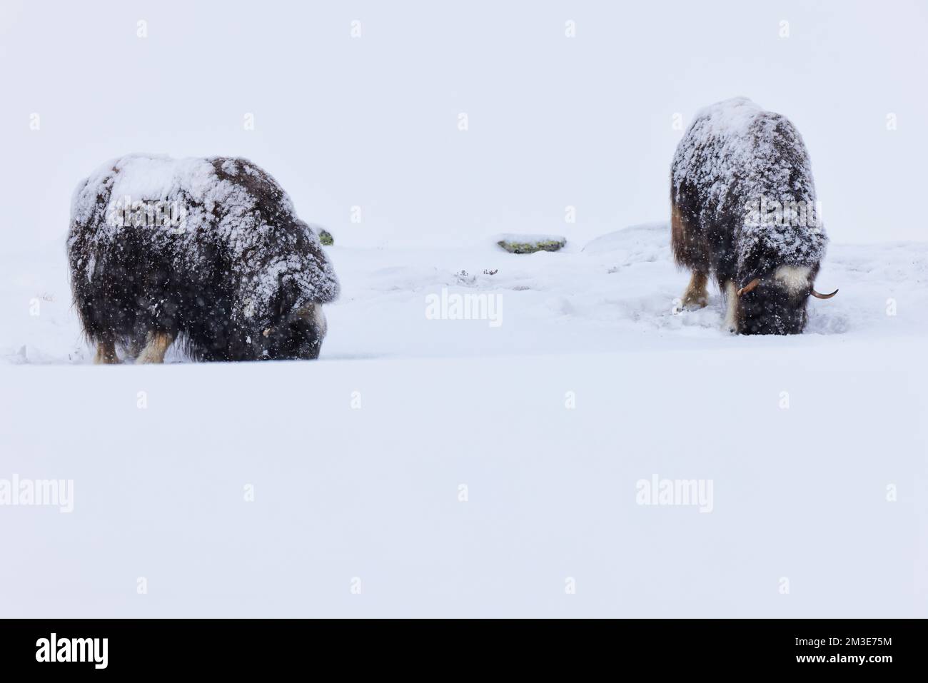 Musk ox alaska winter storm hi-res stock photography and images - Alamy