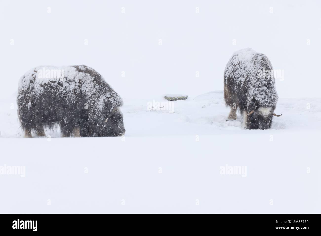 Wild Musk Ox in snow storm in Dovrefjell national park Norway Stock ...