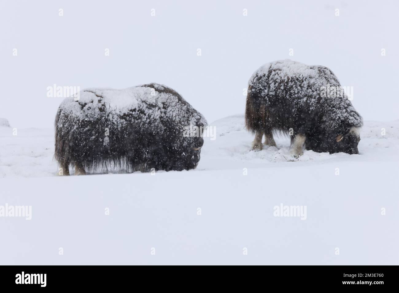 Wild Musk Ox in snow storm in Dovrefjell national park Norway Stock ...