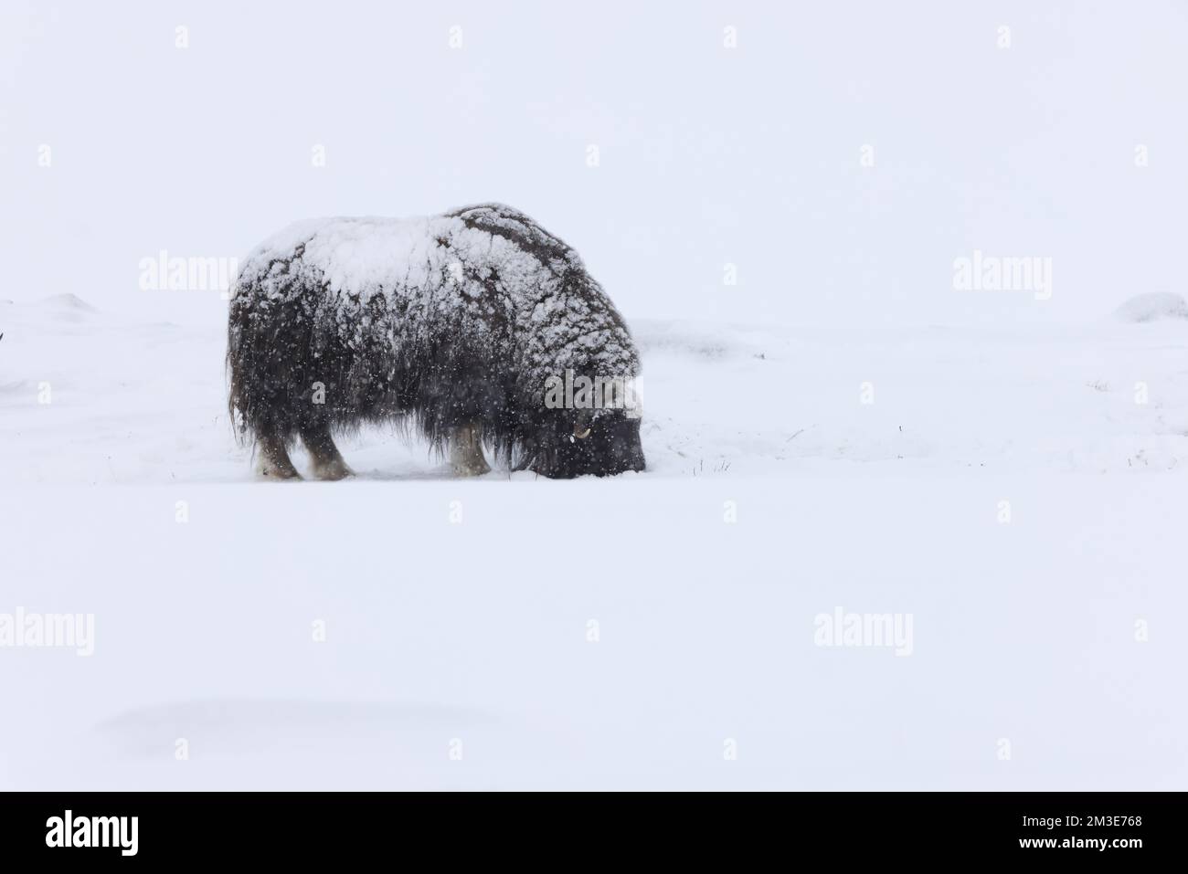 Wild Musk Ox in snow storm in Dovrefjell national park Norway Stock ...