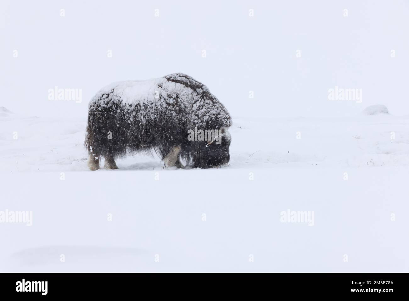 Wild Musk Ox in snow storm in Dovrefjell national park Norway Stock ...