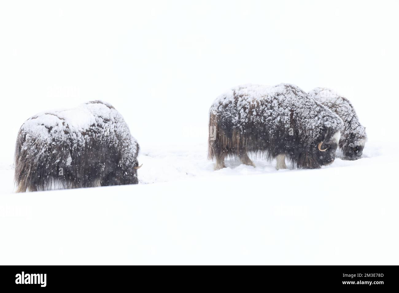 Musk ox alaska winter storm hi-res stock photography and images - Alamy