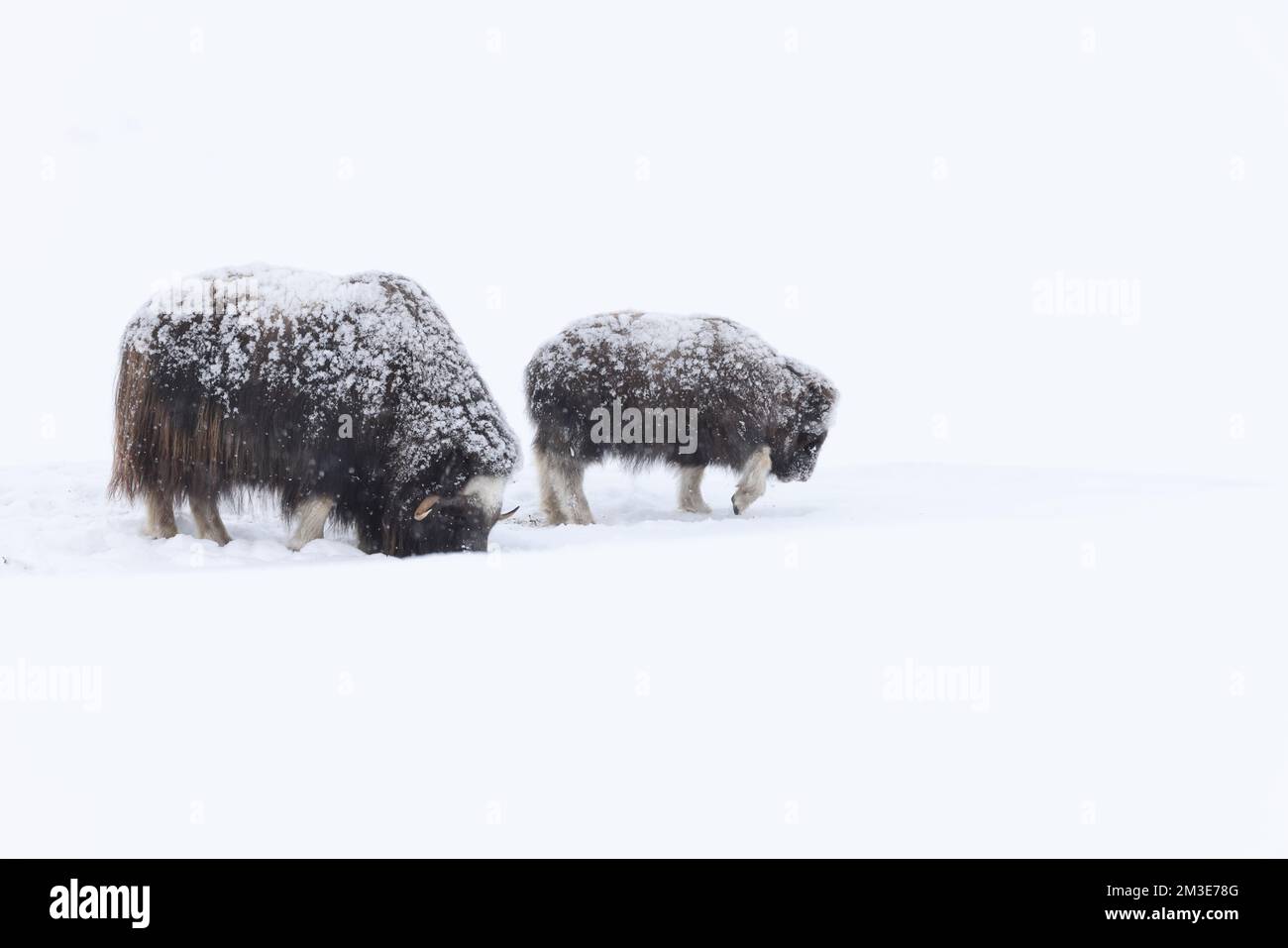 Wild Musk Ox in snow storm in Dovrefjell national park Norway Stock ...