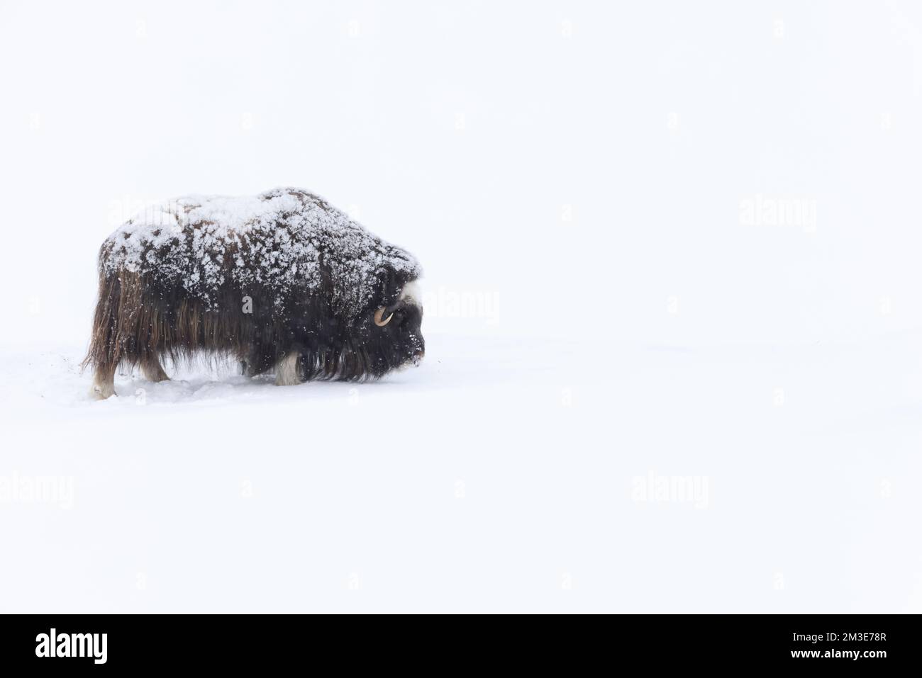 Wild Musk Ox in snow storm in Dovrefjell national park Norway Stock ...