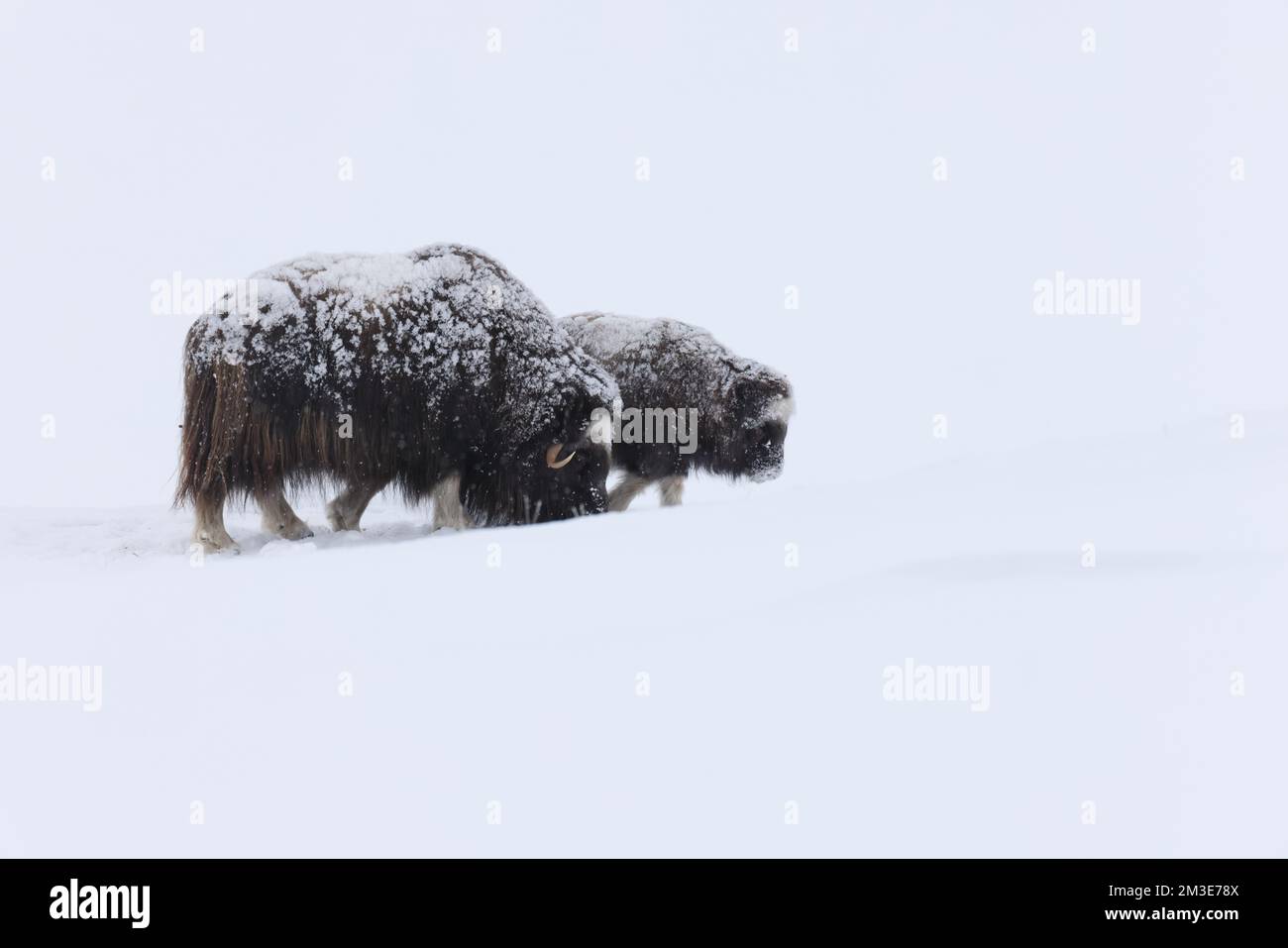 Wild Musk Ox in snow storm in Dovrefjell national park Norway Stock ...