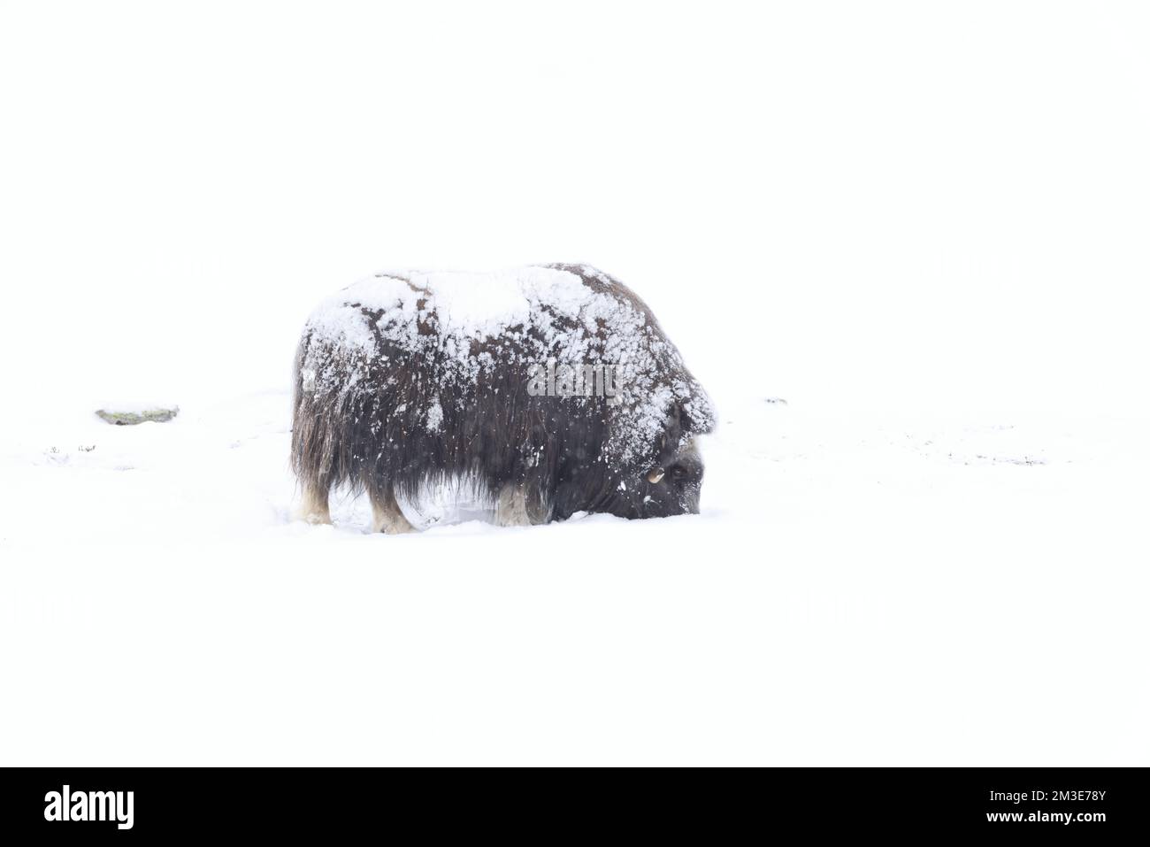 Wild Musk Ox in snow storm in Dovrefjell national park Norway Stock ...