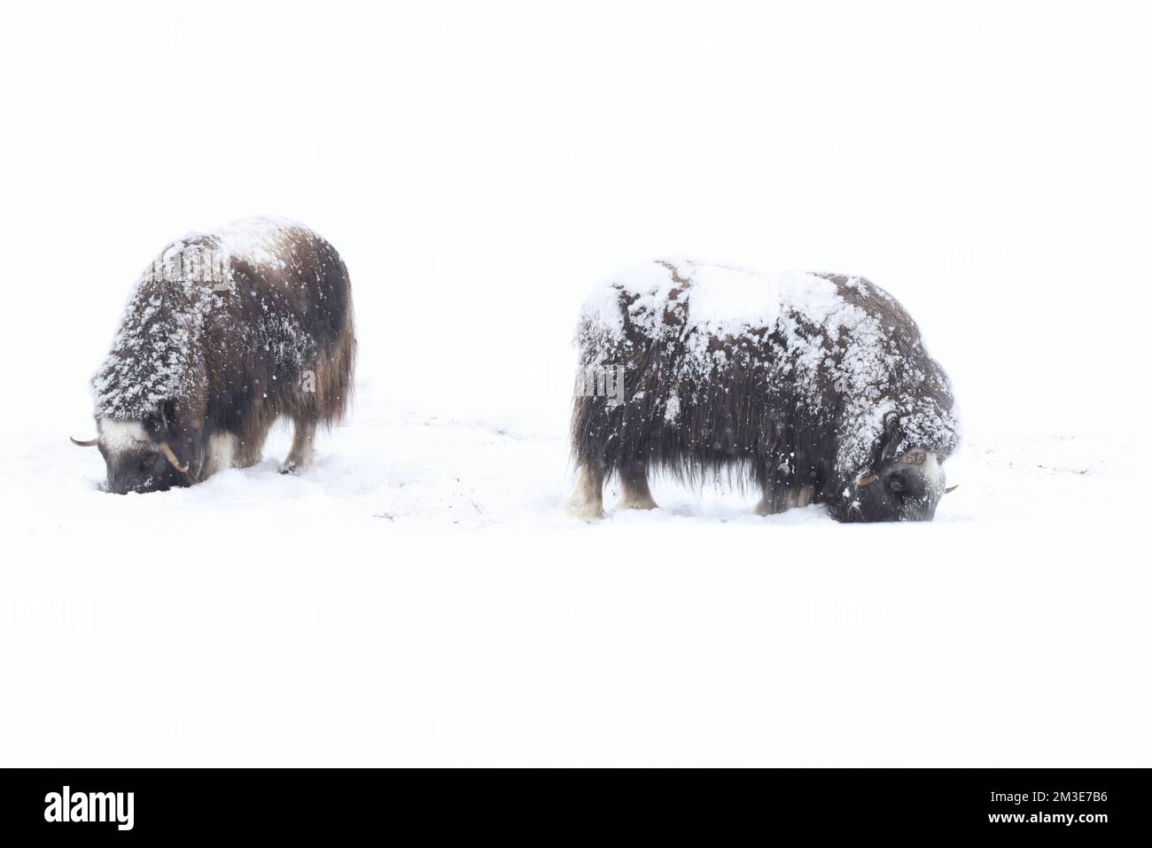 Wild Musk Ox in snow storm in Dovrefjell national park Norway Stock ...