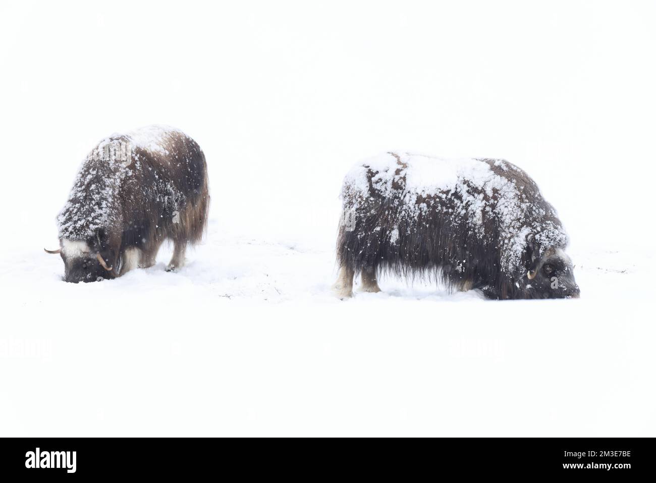 Wild Musk Ox in snow storm in Dovrefjell national park Norway Stock ...