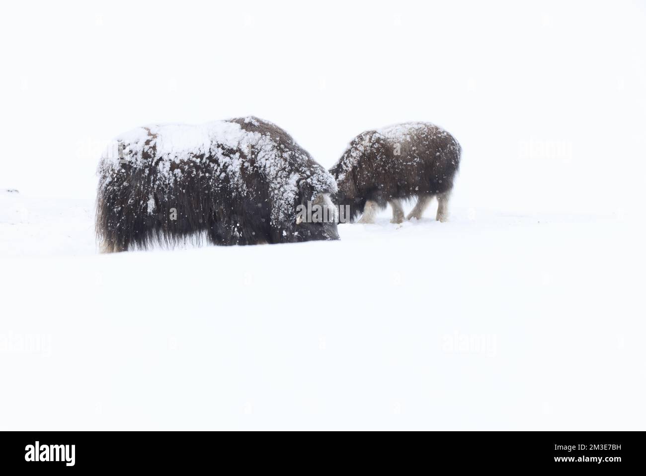 Wild Musk Ox in snow storm in Dovrefjell national park Norway Stock ...