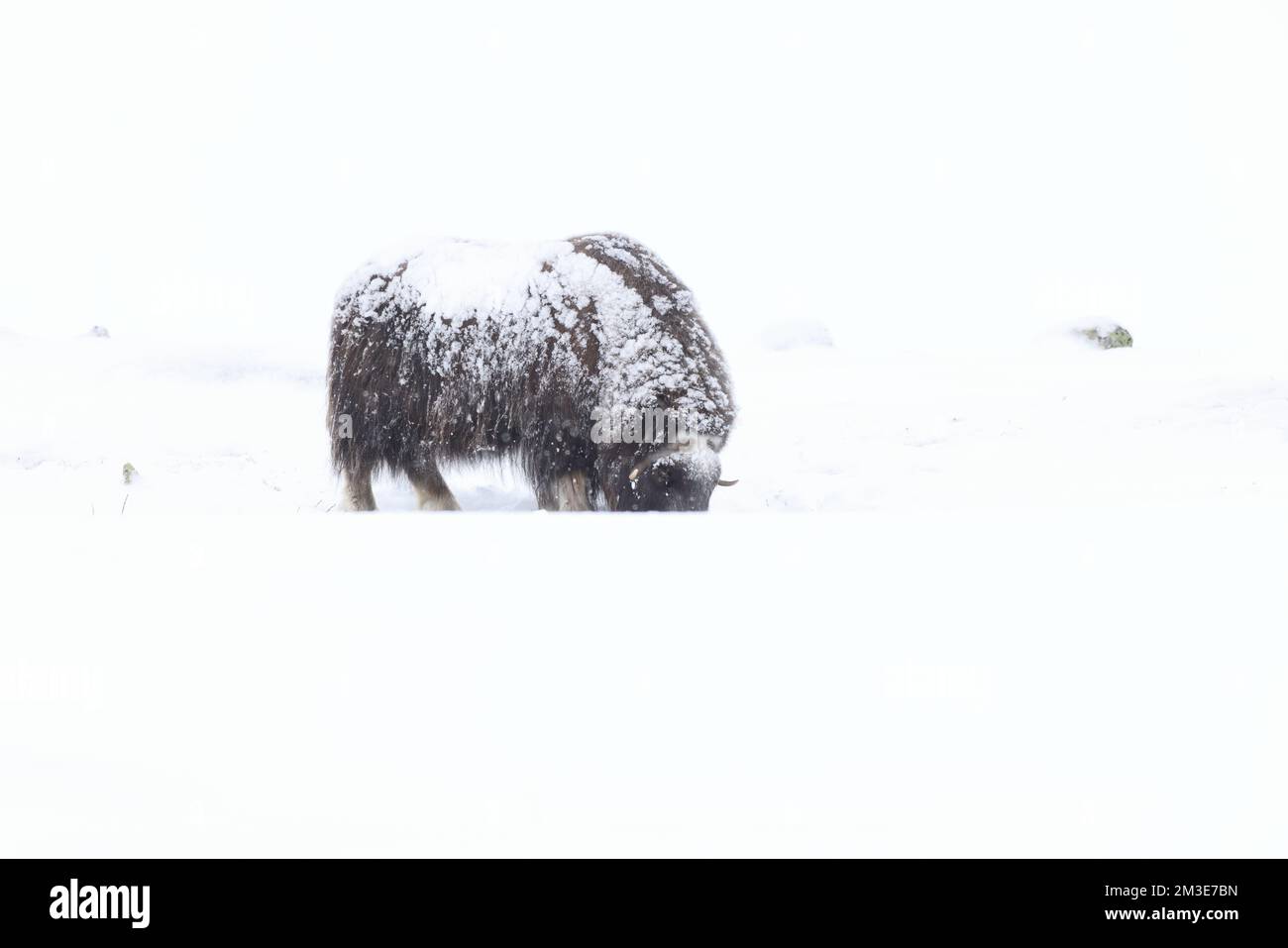 Wild Musk Ox in snow storm in Dovrefjell national park Norway Stock ...