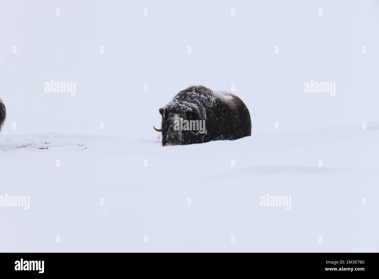 Wild Musk Ox in snow storm in Dovrefjell national park Norway Stock ...