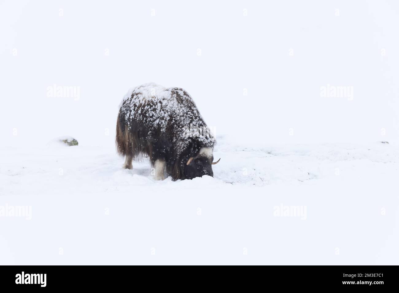 Wild Musk Ox in snow storm in Dovrefjell national park Norway Stock ...