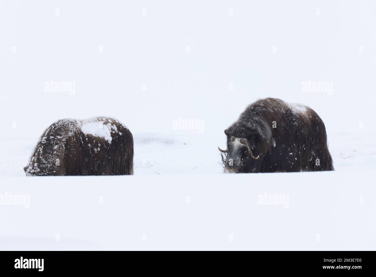 Wild Musk Ox in snow storm in Dovrefjell national park Norway Stock ...