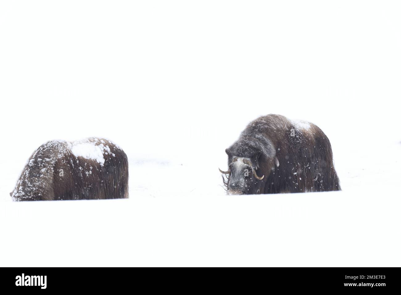 Wild Musk Ox in snow storm in Dovrefjell national park Norway Stock ...