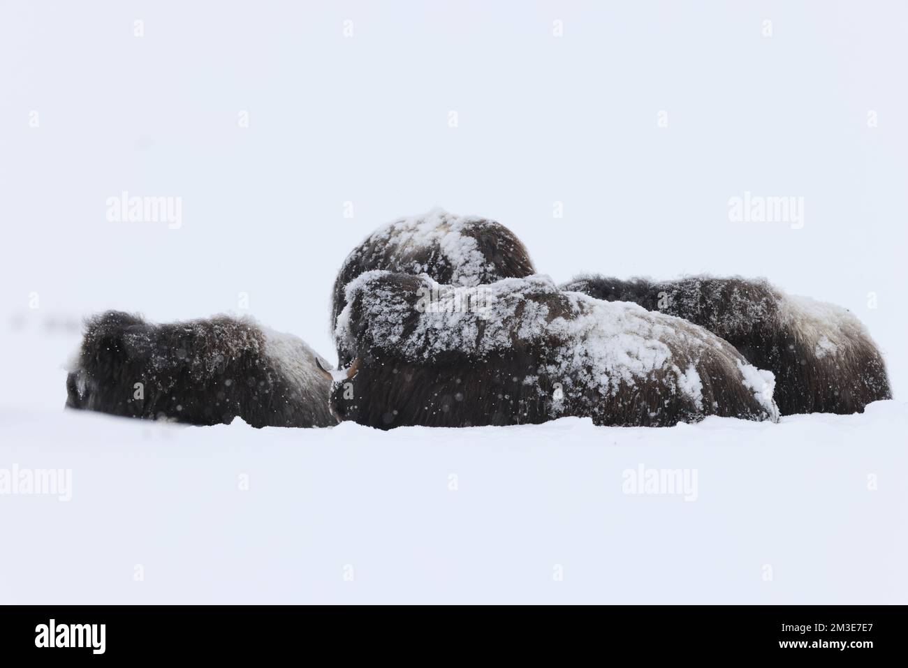 Wild Musk Ox in snow storm in Dovrefjell national park Norway Stock ...
