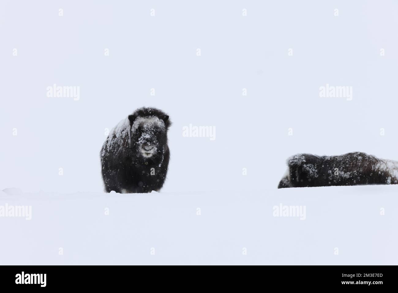 Wild Musk Ox in snow storm in Dovrefjell national park Norway Stock ...