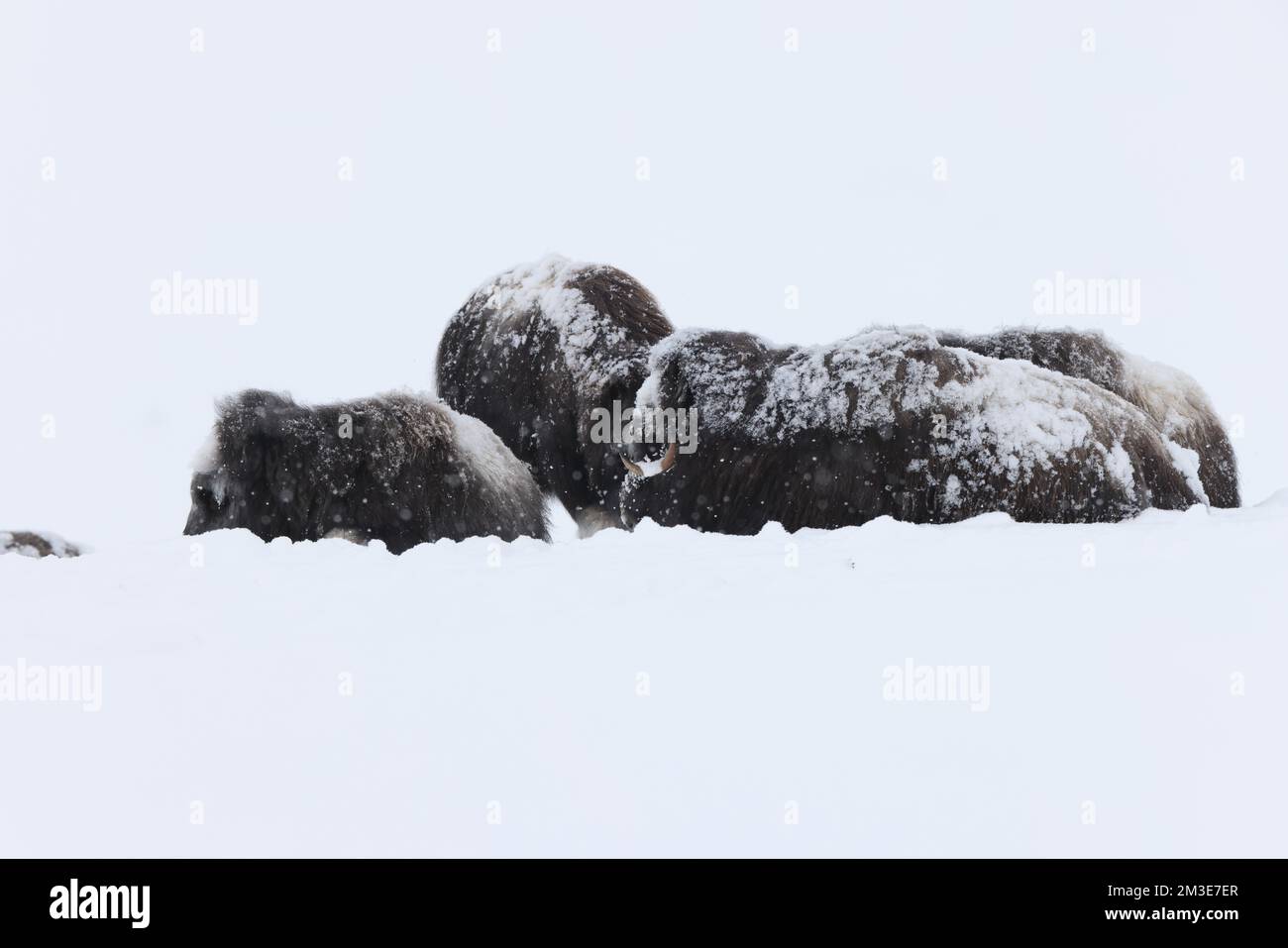Wild Musk Ox in snow storm in Dovrefjell national park Norway Stock ...