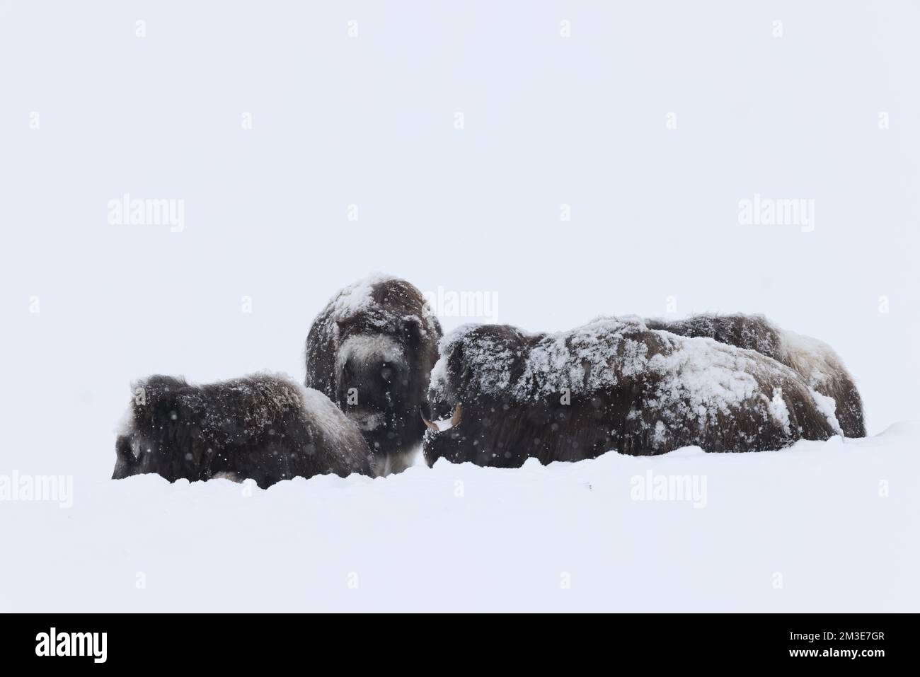 Wild Musk Ox in snow storm in Dovrefjell national park Norway Stock ...