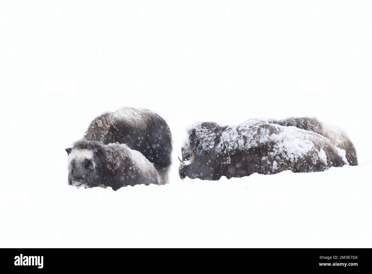 Wild Musk Ox in snow storm in Dovrefjell national park Norway Stock ...