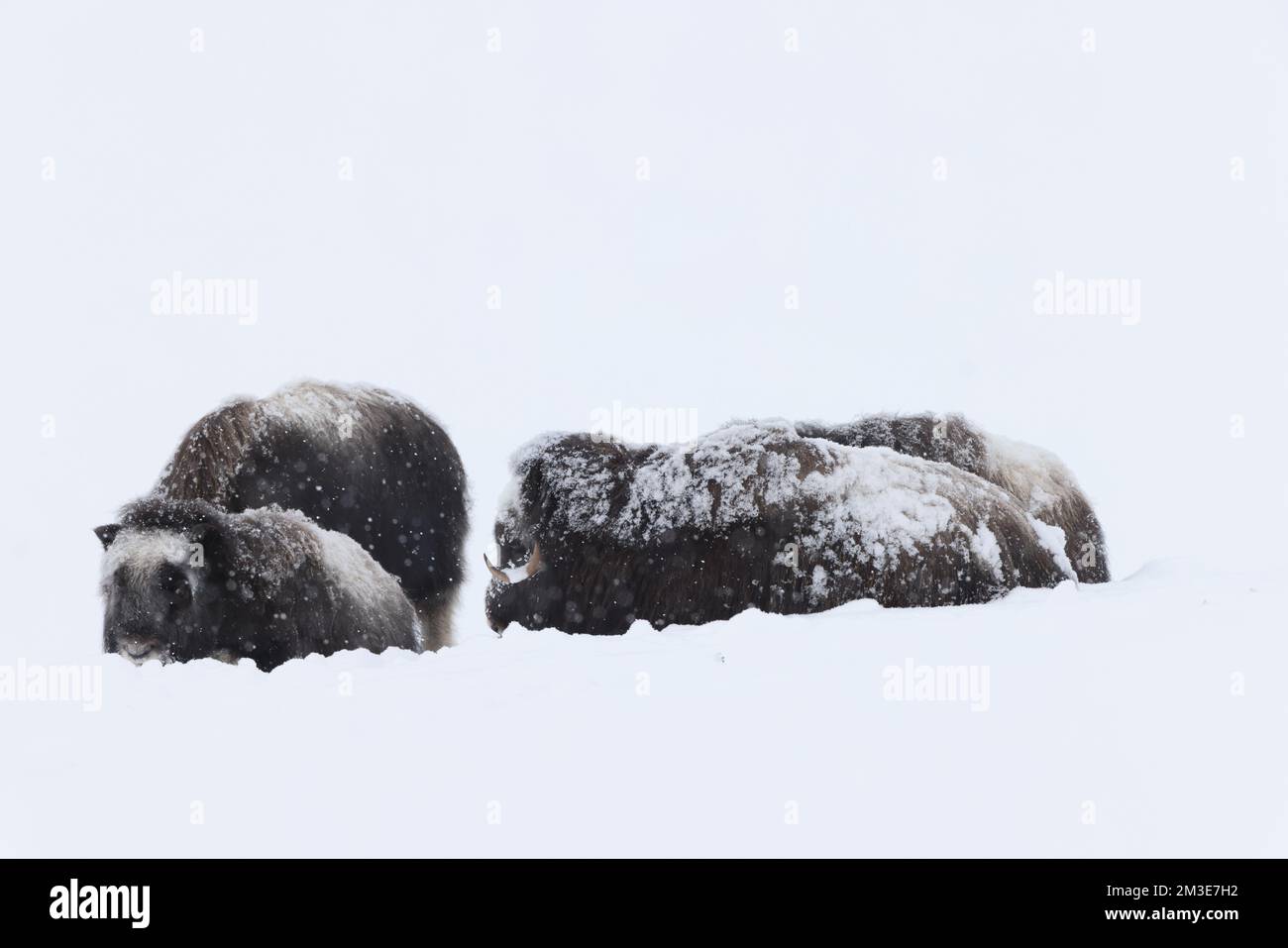 Wild Musk Ox in snow storm in Dovrefjell national park Norway Stock ...