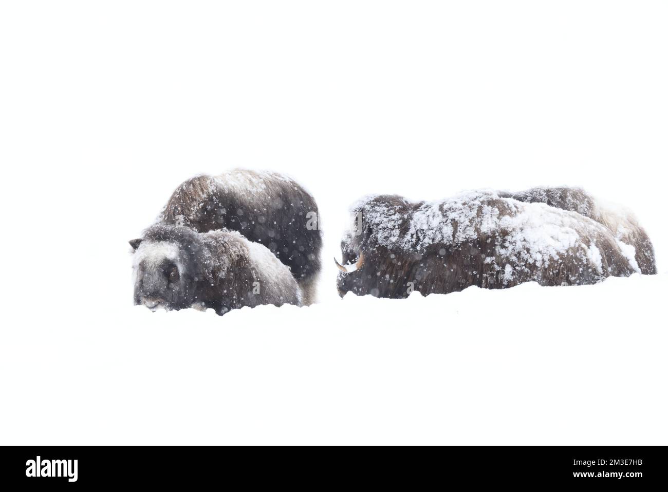 Wild Musk Ox in snow storm in Dovrefjell national park Norway Stock ...