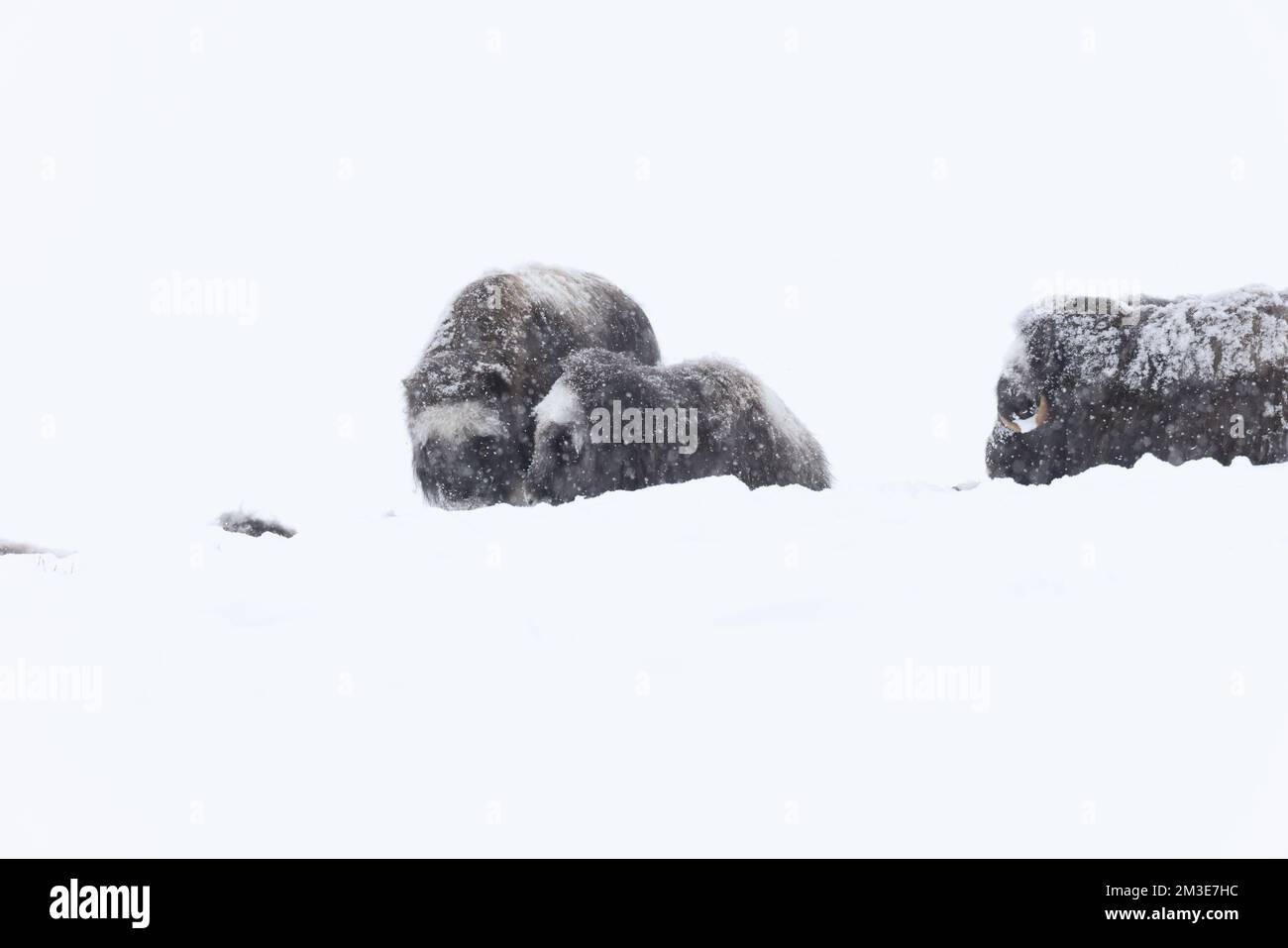 Wild Musk Ox in snow storm in Dovrefjell national park Norway Stock ...