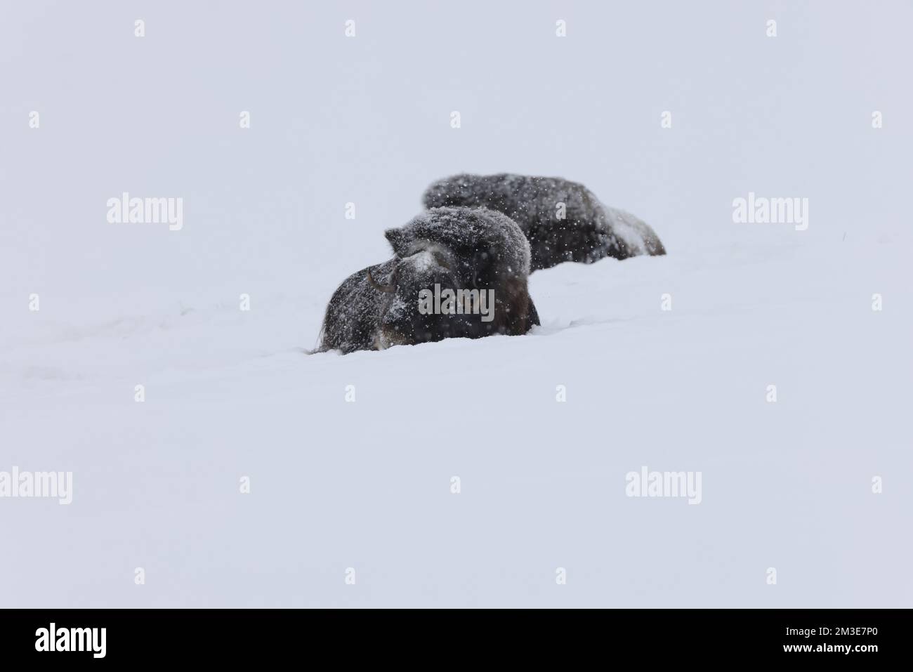 Musk ox alaska winter storm hi-res stock photography and images - Alamy