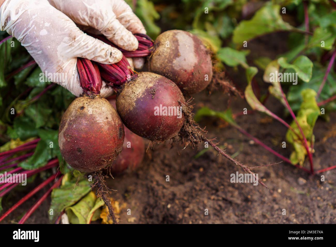 Top view of unrecognizable man wearing white disposable gloves holding ...