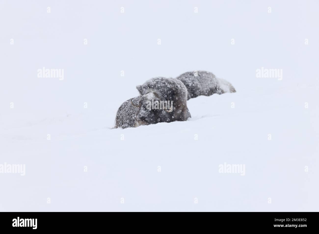 Wild Musk Ox in snow storm in Dovrefjell national park Norway Stock ...