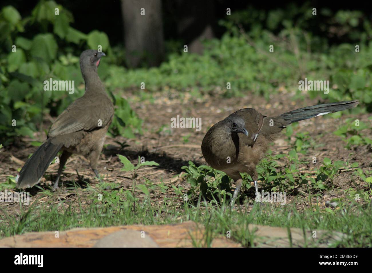 The two adorable Plain chachalaca birds on the ground in the garden ...