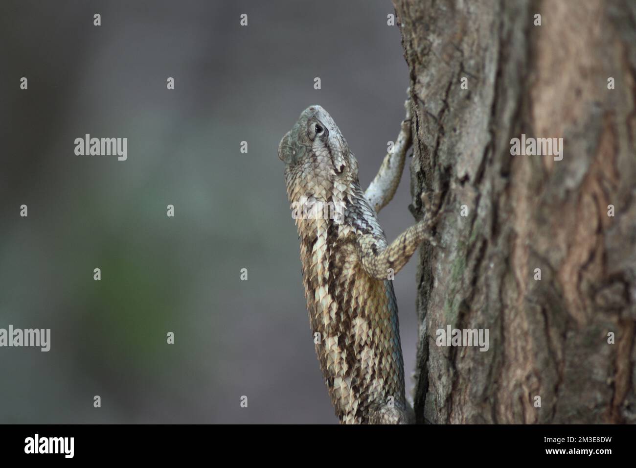 A closeup of Texas spiny lizard climbing up a tree trunk Stock Photo ...