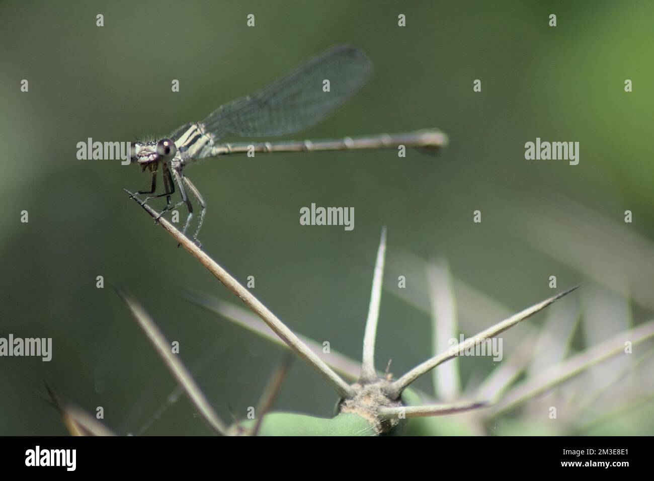 A closeup of Dusky dancer damselfly on dagger cactus spine Stock Photo ...