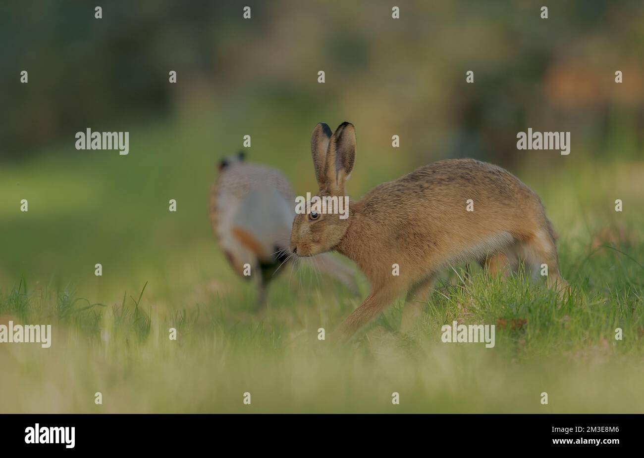 Brown Hare Lepus europaeus dashes across a woodland ride in North ...